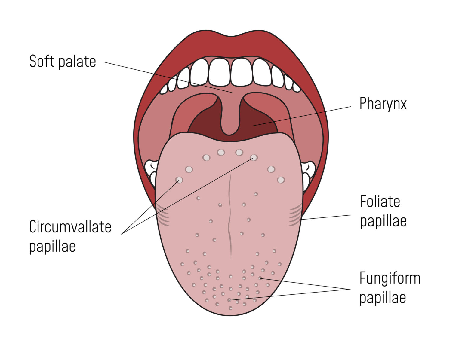Inflamed Taste Buds: 11 Causes and Treatment